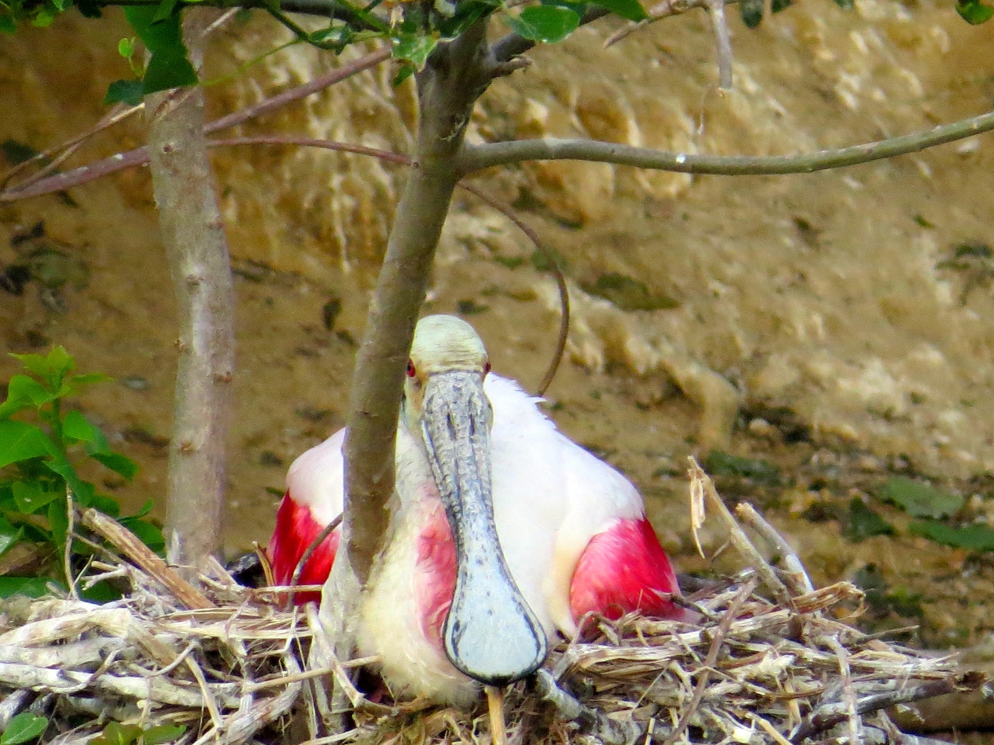 Beaks and Feet – Roseate Spoonbill – ginnybirdbeakspeak