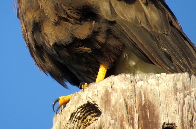 Beaks and Feet – Harris’s Hawk – ginnybirdbeakspeak